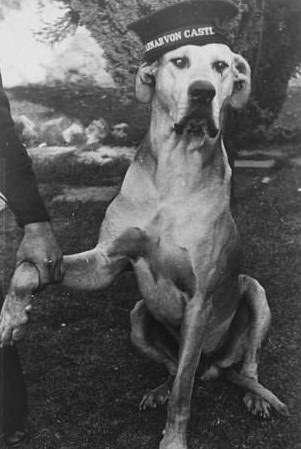 Just Nuisance - Simons Town Museum.jpeg | The Heritage Portal